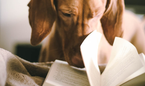 5 Must Have Pieces of Stationery For Book Lovers - Lineae